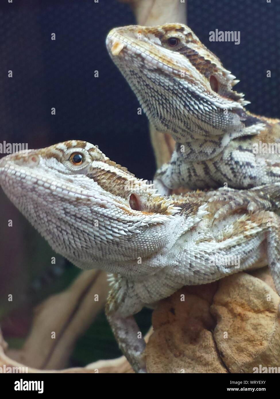 Mating lizards hi-res stock photography and images - Alamy