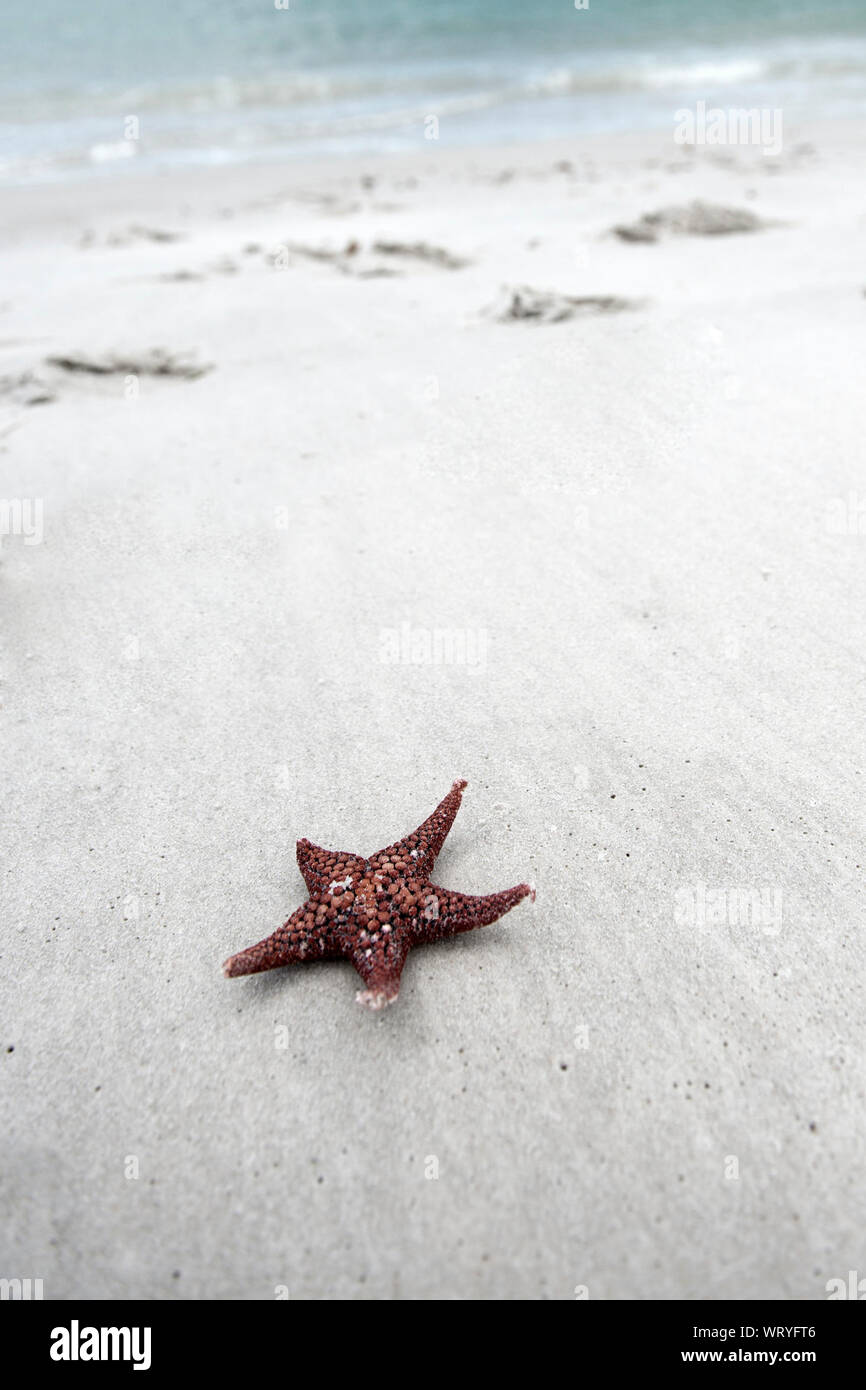Dead starfish shore hi-res stock photography and images - Alamy
