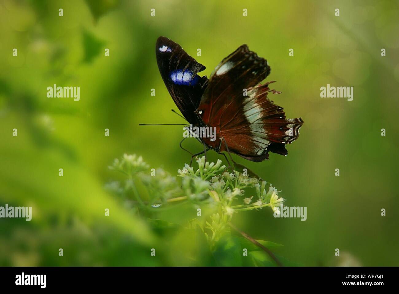 Butterfly damaged wing hi-res stock photography and images - Alamy
