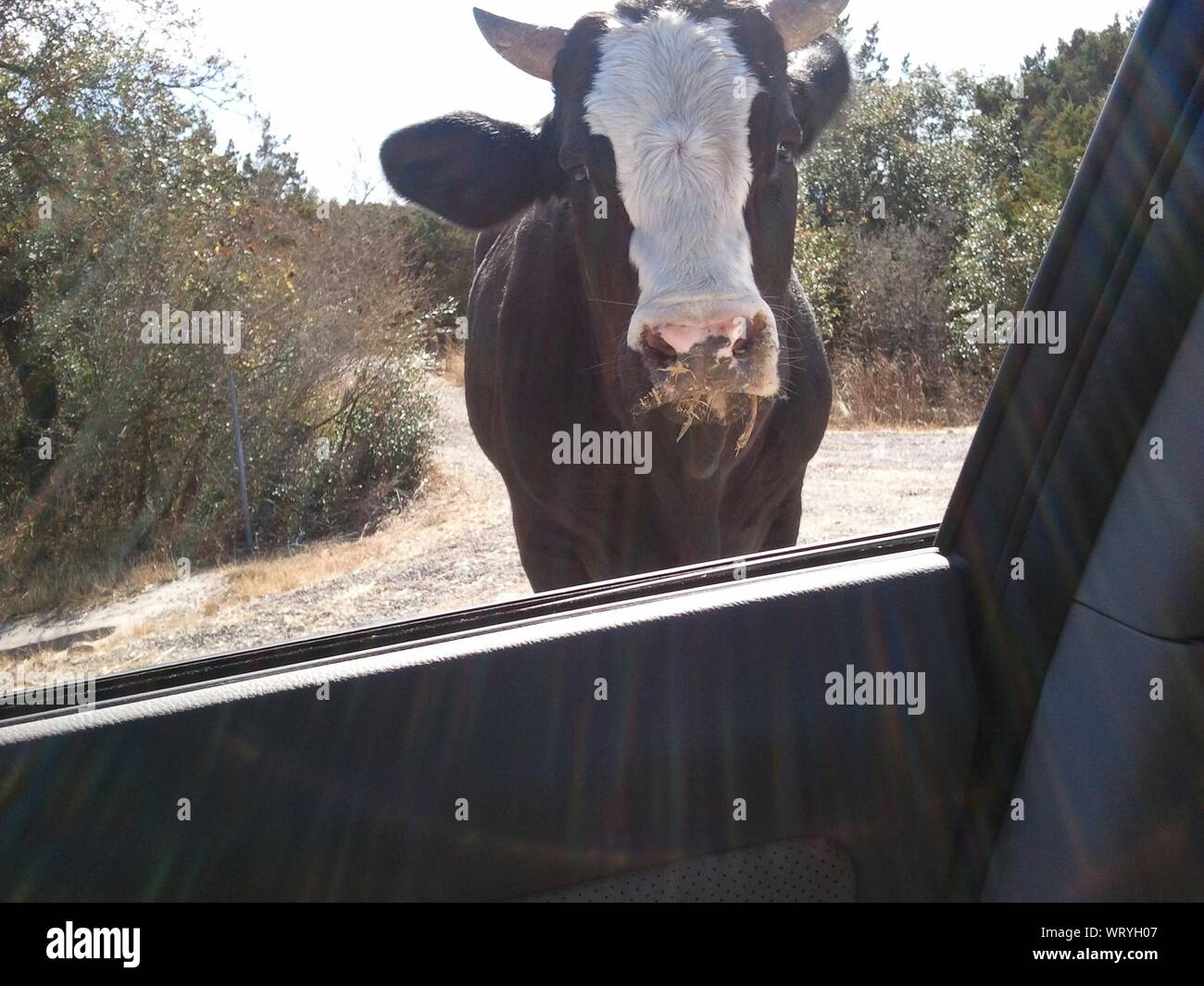 Cattle car interior hi-res stock photography and images - Alamy