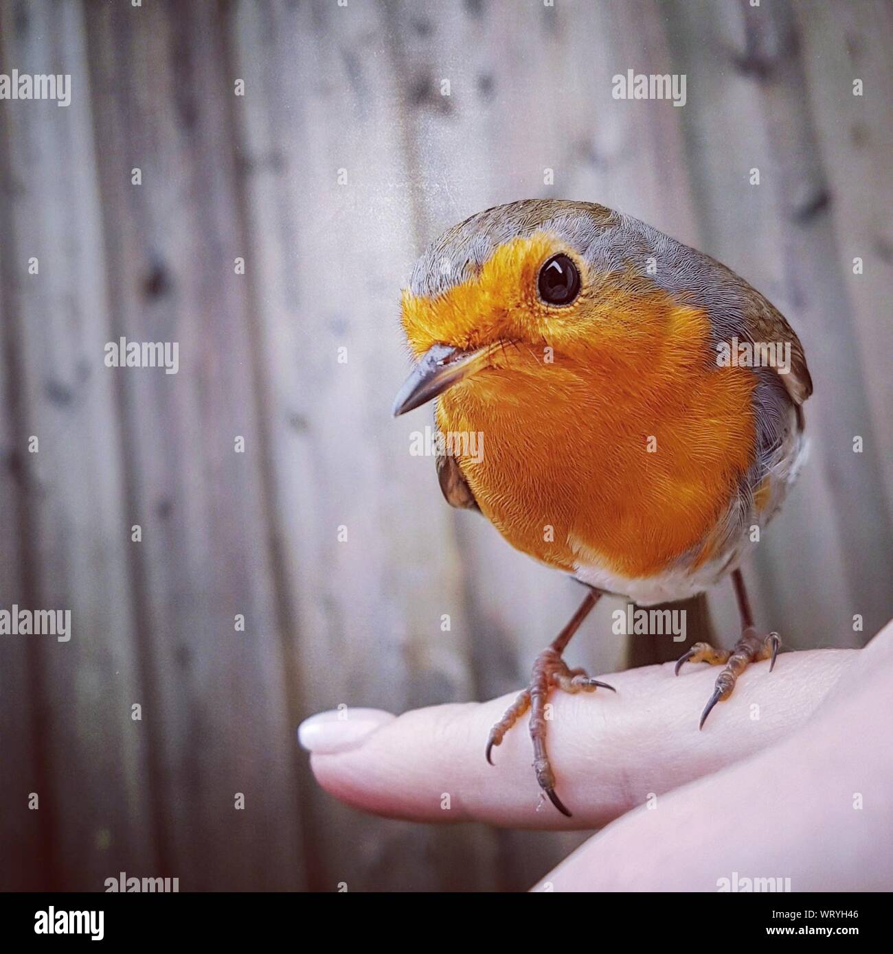 Real robin hi-res stock photography and images - Alamy