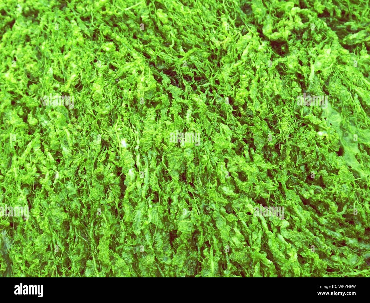 Full of seaweed hi-res stock photography and images - Alamy