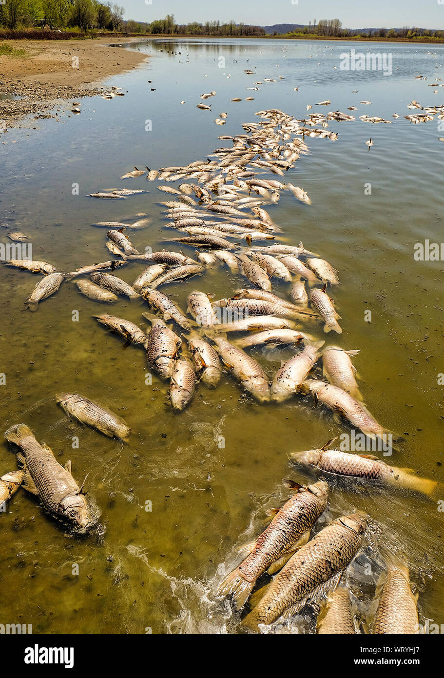 Washing Fish High Resolution Stock Photography and Images - Alamy