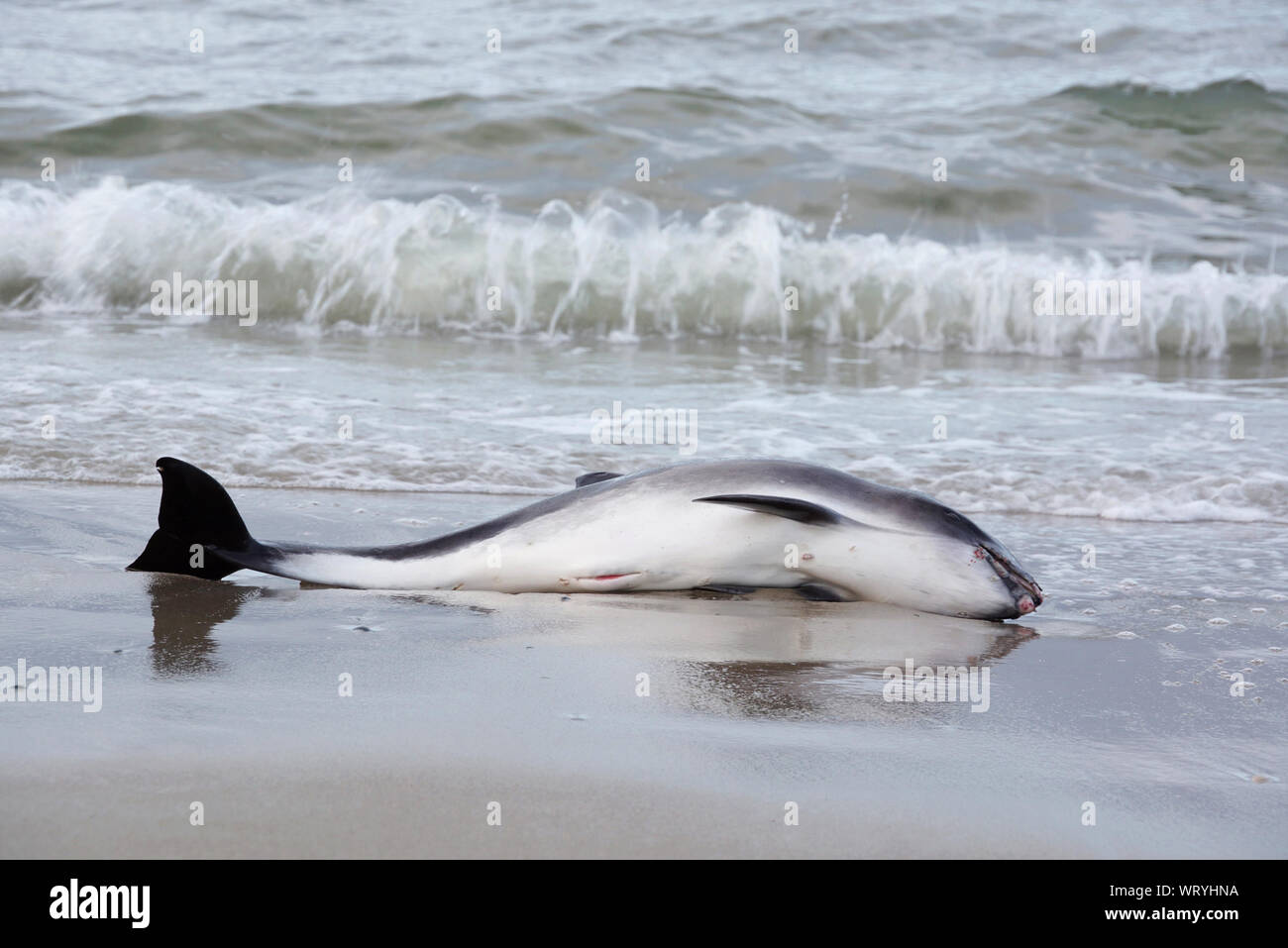 Death dolphin hi-res stock photography and images - Alamy