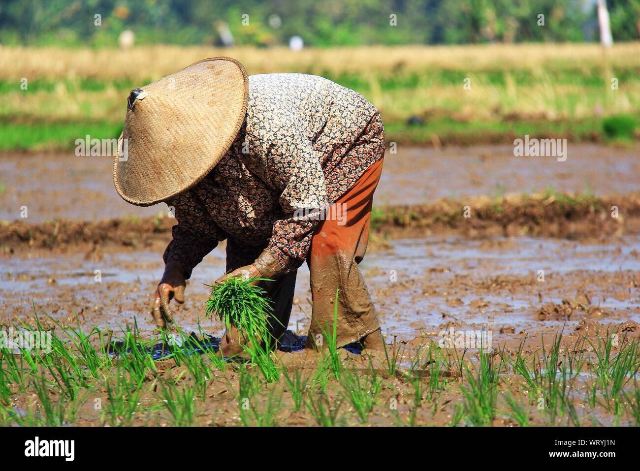 Crop planting hi-res stock photography and images - Alamy