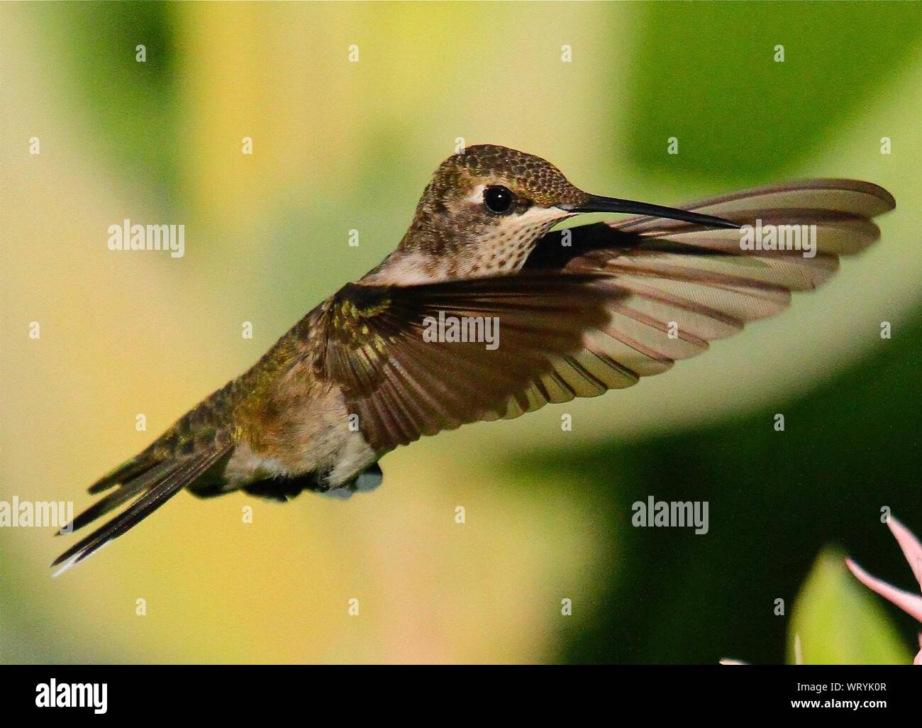 Hummingbird flying away hi-res stock photography and images - Alamy