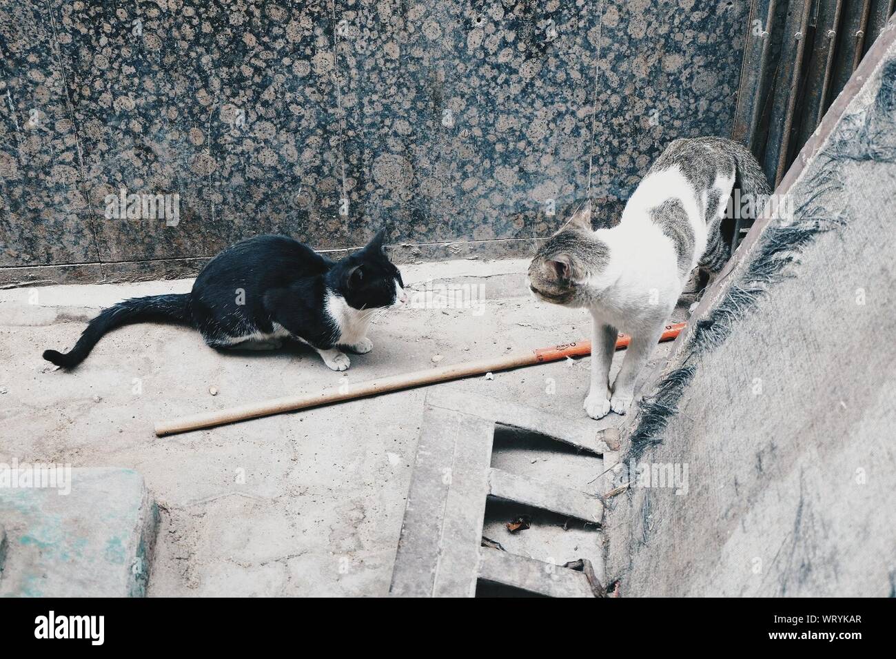 Two Stray Cats Stock Photo - Alamy
