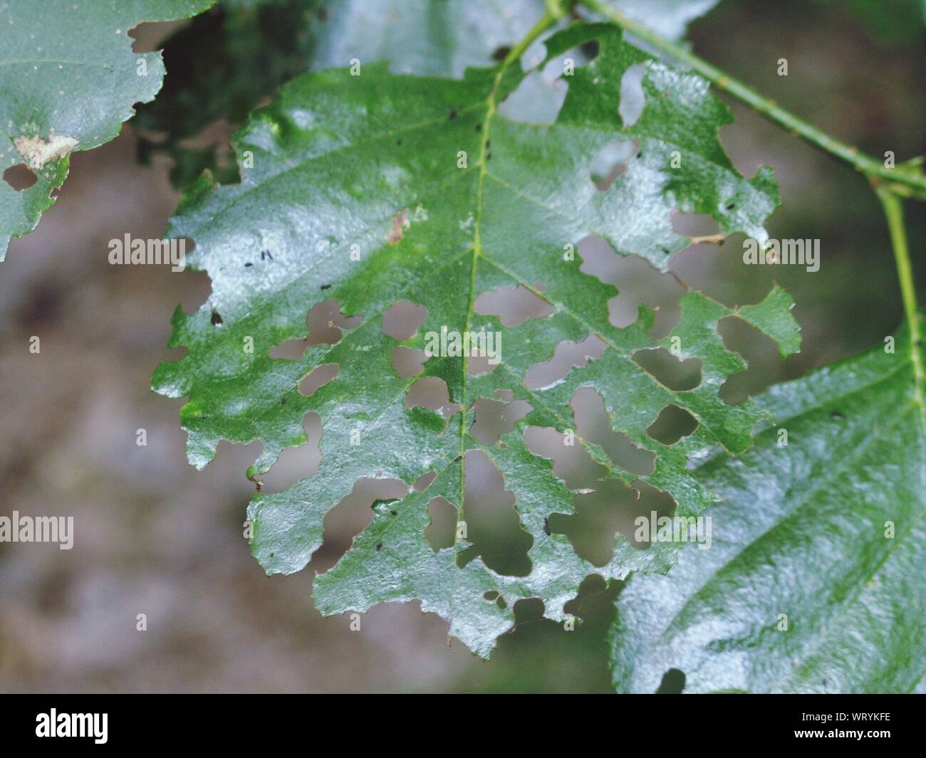 Eaten leaves hi-res stock photography and images - Alamy