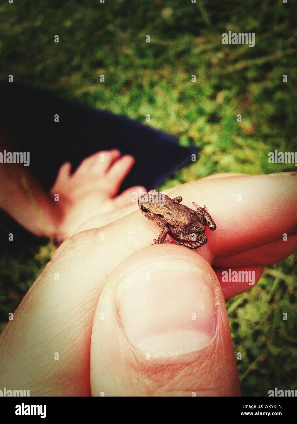 A hand holding a frog hi-res stock photography and images - Alamy