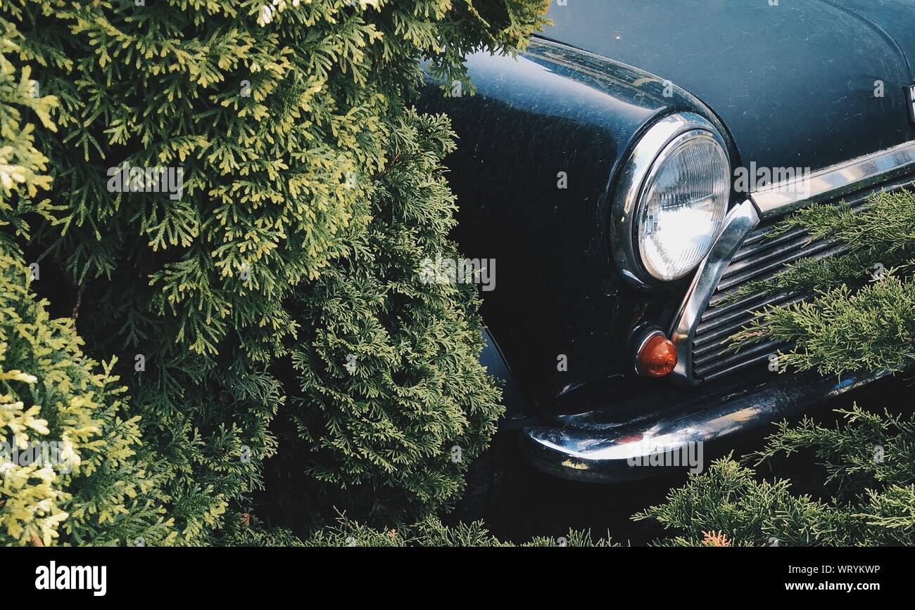 Car bush hi-res stock photography and images - Alamy