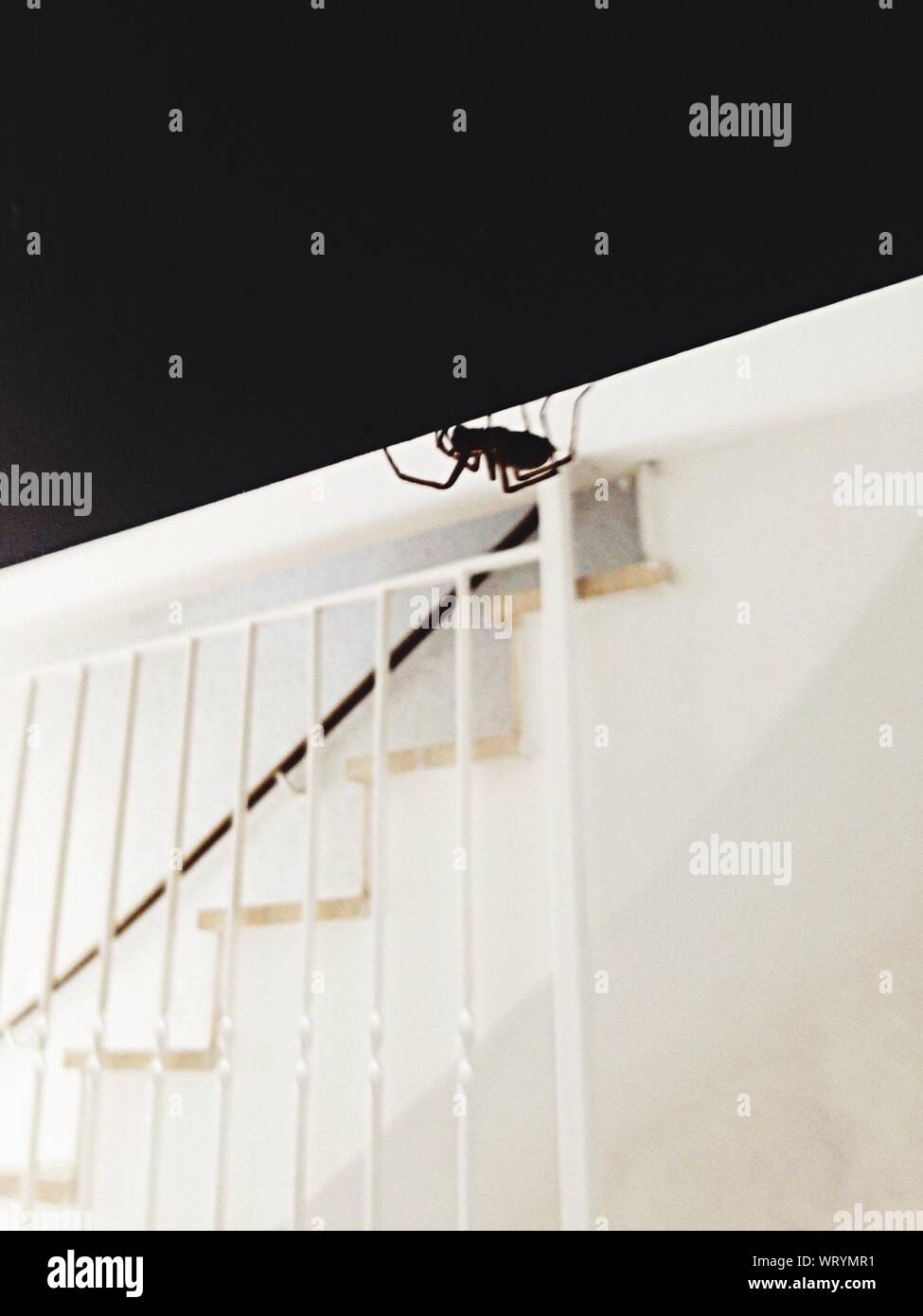 Home of the spider hi-res stock photography and images - Alamy