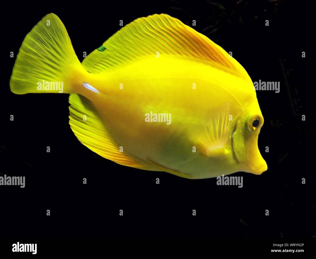 Black and yellow fish hi-res stock photography and images - Alamy