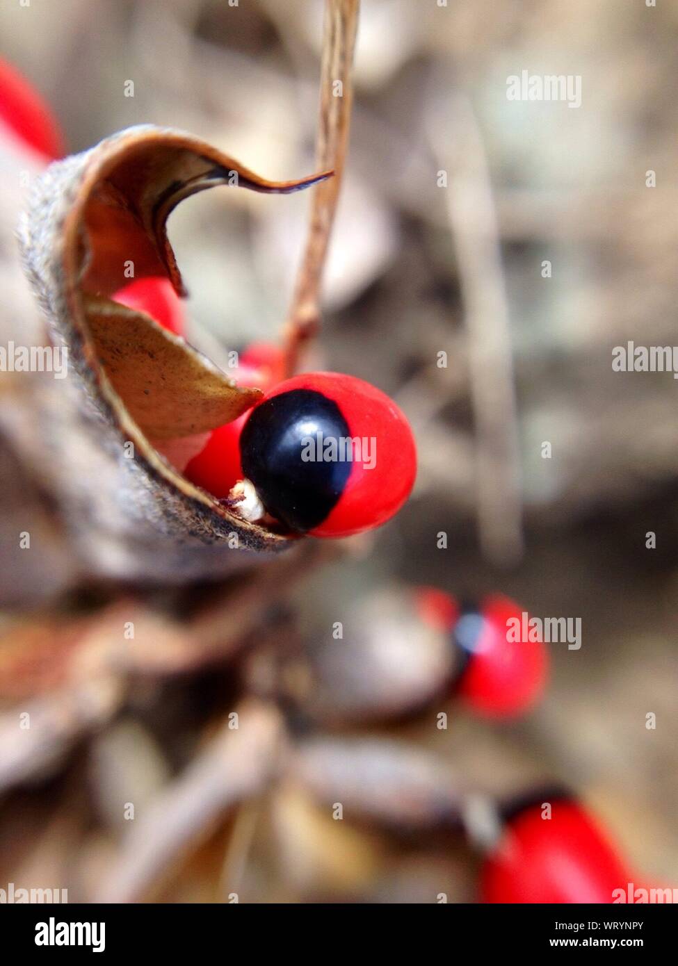 Abrus precatorius High Resolution Stock Photography and Images - Alamy