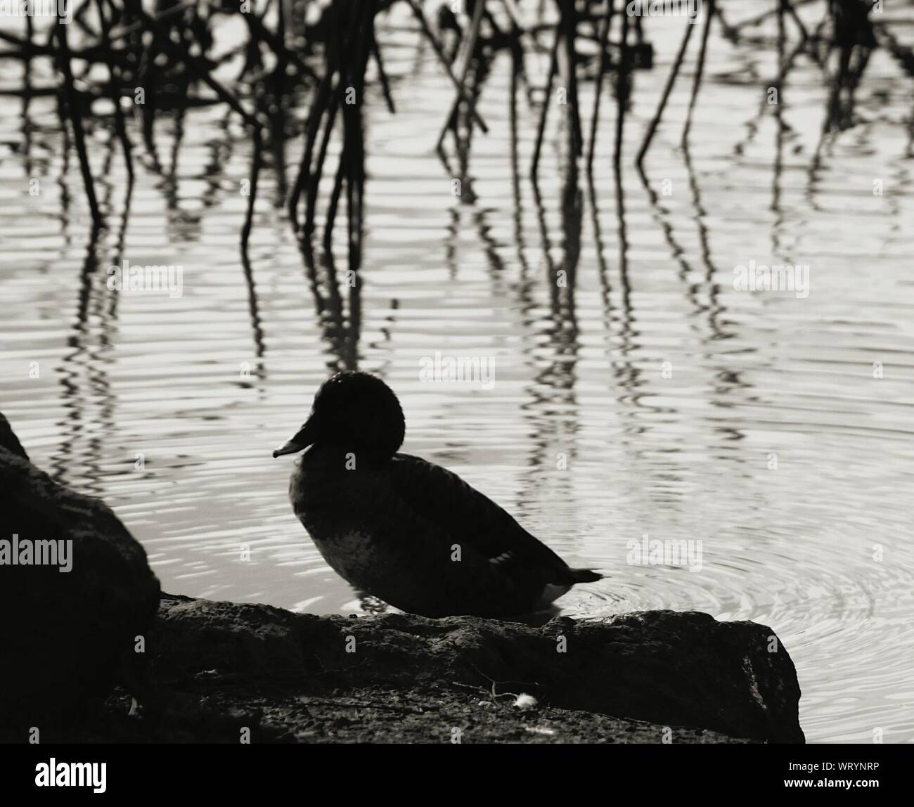Point cook coastal park hi-res stock photography and images - Alamy