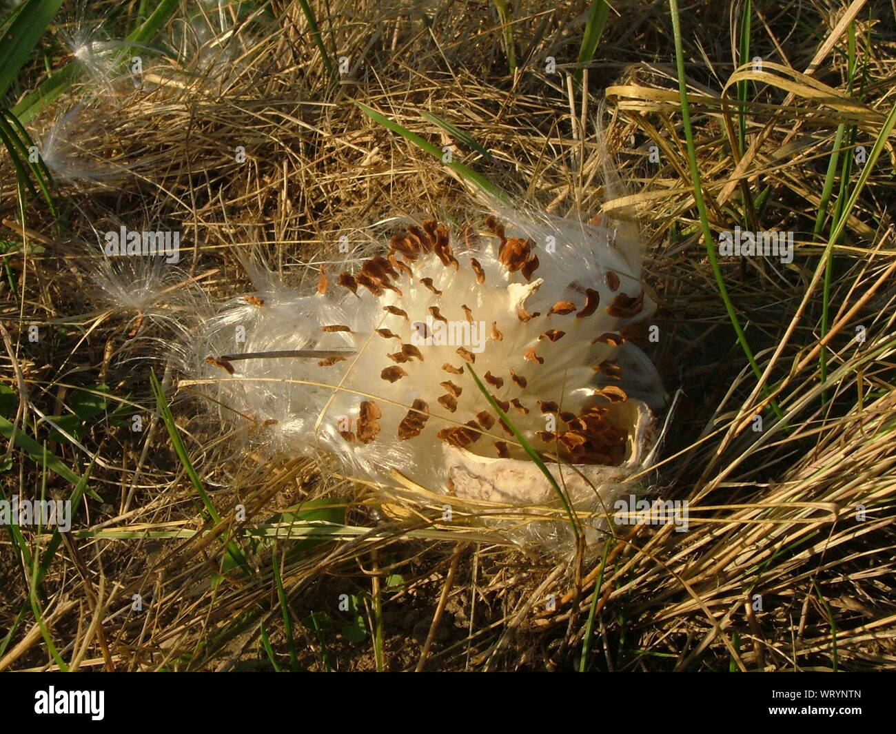 Grass seed pod hi-res stock photography and images - Alamy