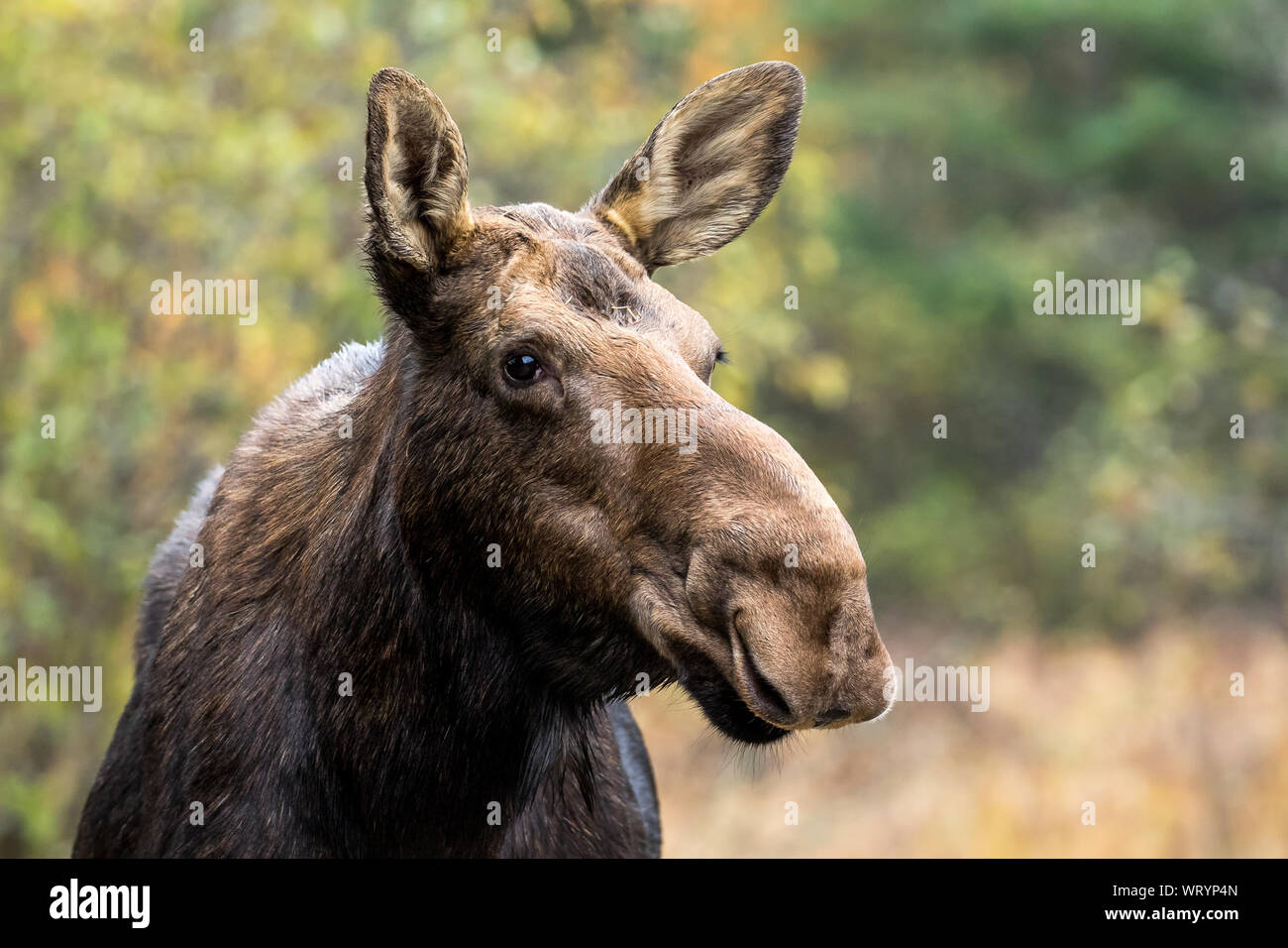 Moose portrait hi-res stock photography and images - Alamy