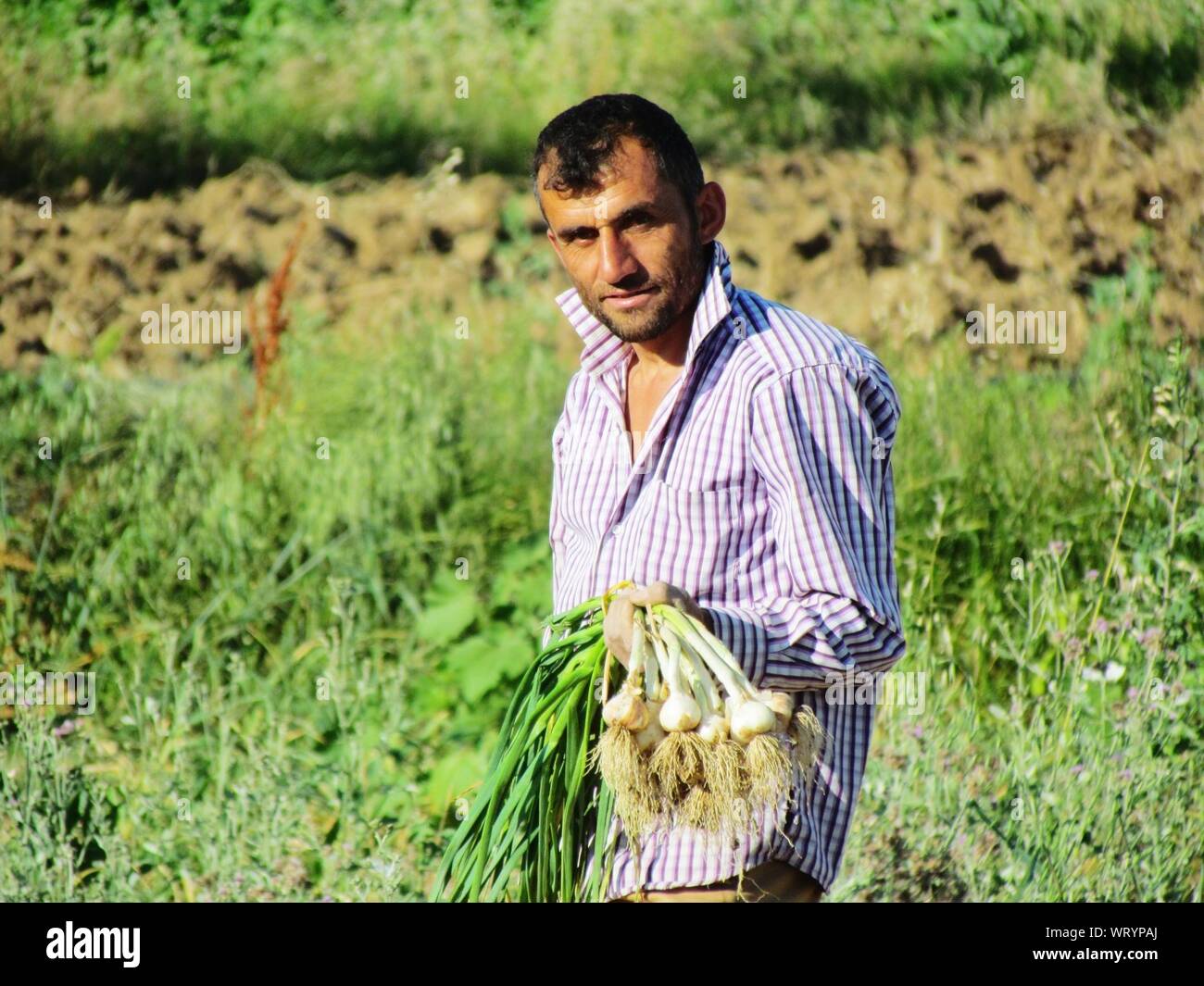 Scallions three hi-res stock photography and images - Alamy