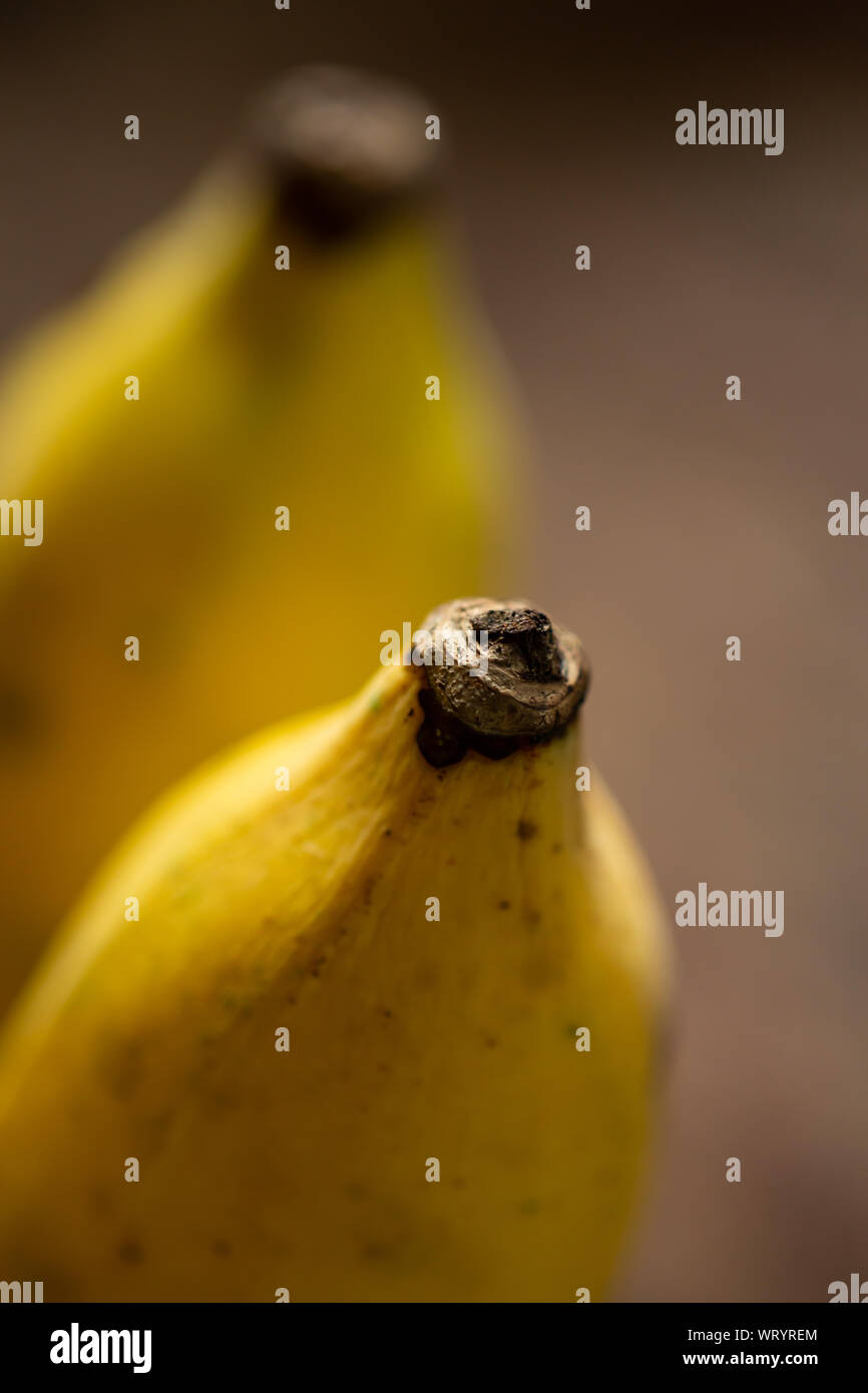 Garden banana plant urban hi-res stock photography and images - Alamy