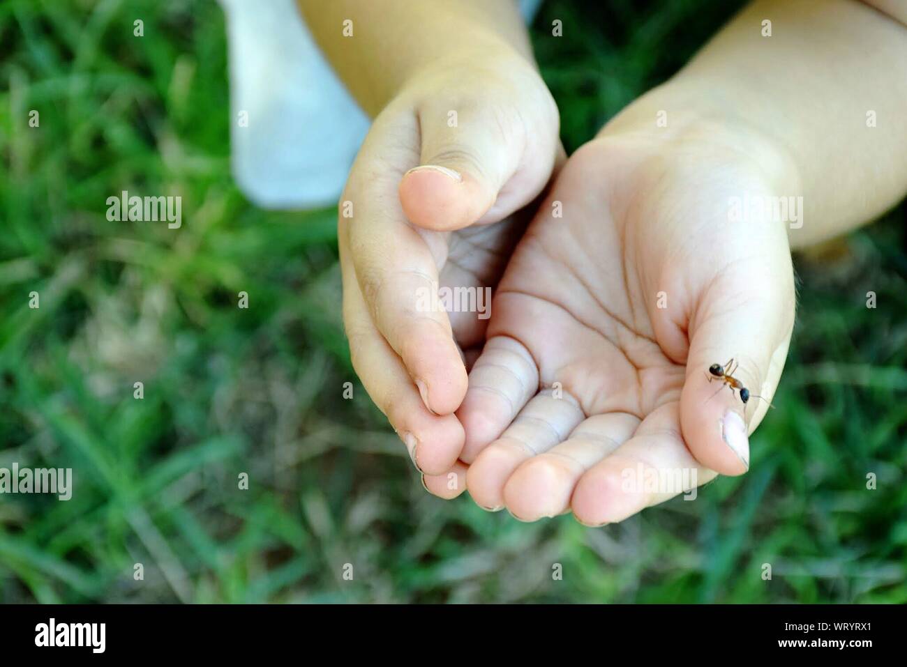 Adult ant hi-res stock photography and images - Alamy