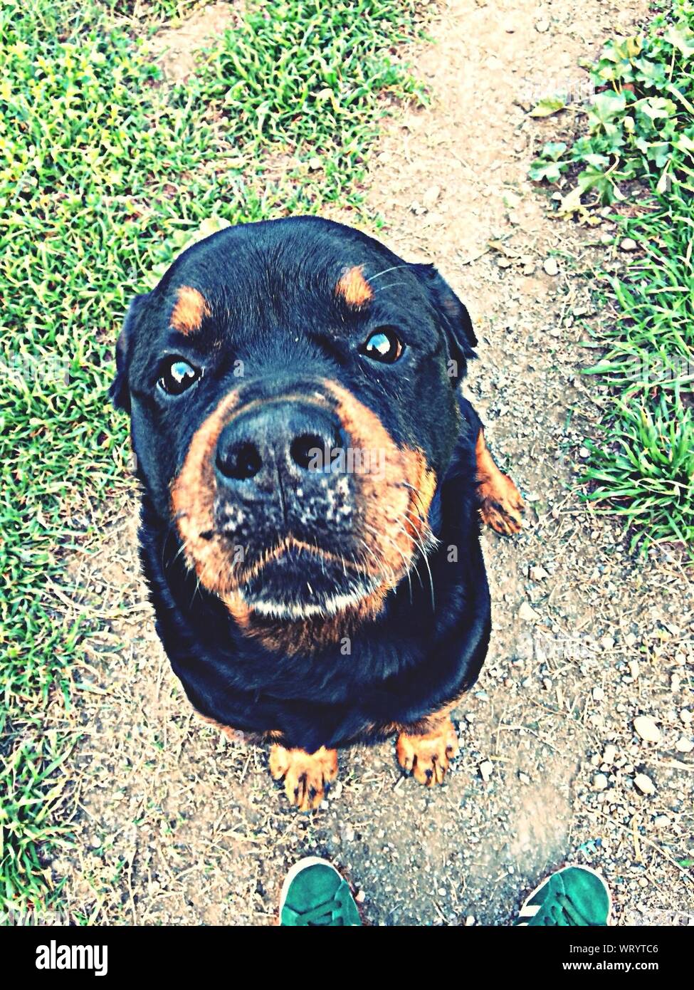 Close up rottweiler puppy hi-res stock photography and images - Alamy
