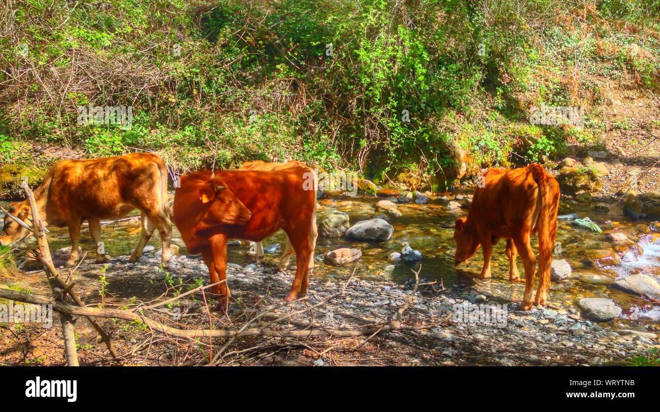 Cows drinking water hi-res stock photography and images - Alamy