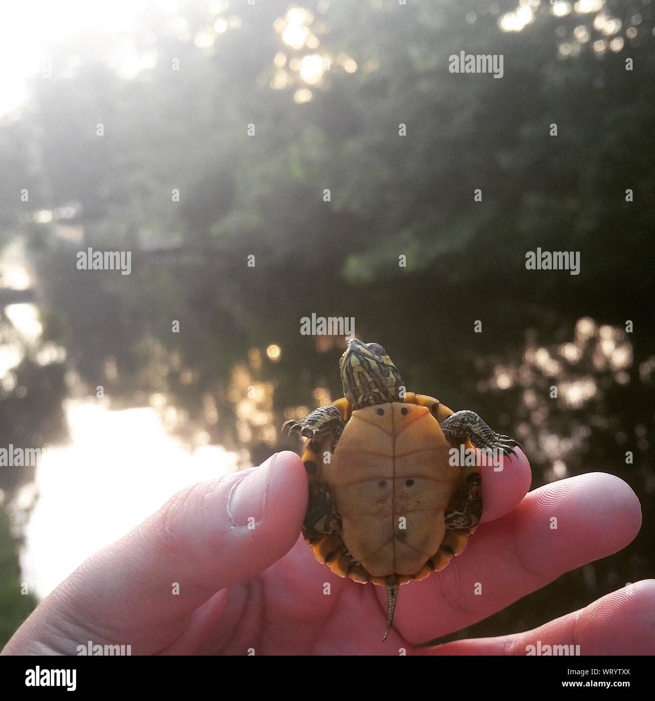 Personal turtle hi-res stock photography and images - Alamy