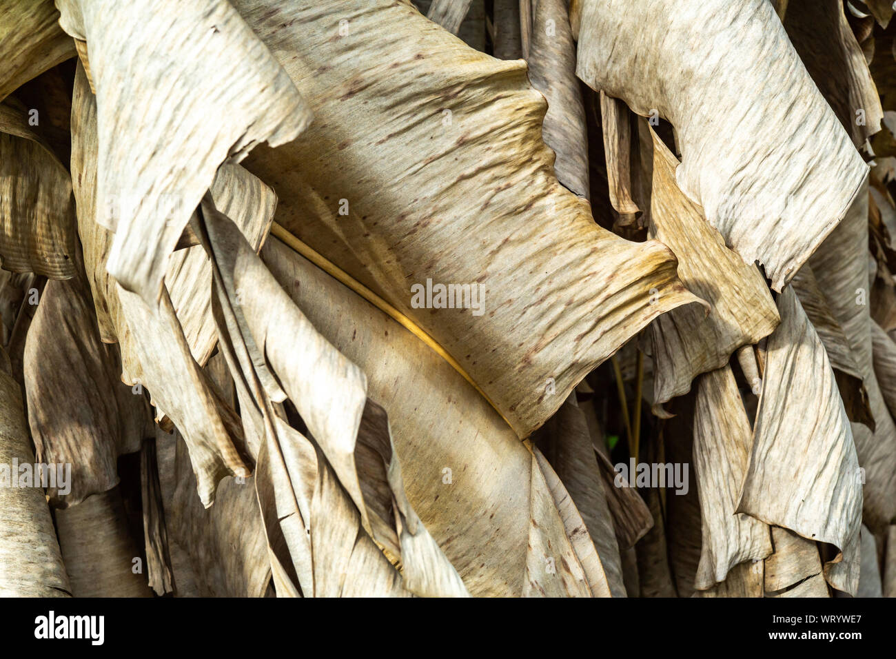 Dry and Withered banana leaves texture, Close up & Macro shot, Abstract ...