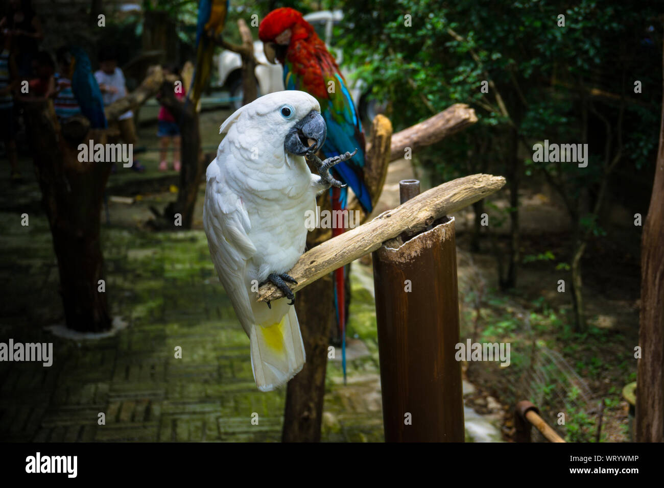 Real Parrots High Resolution Stock Photography and Images - Alamy