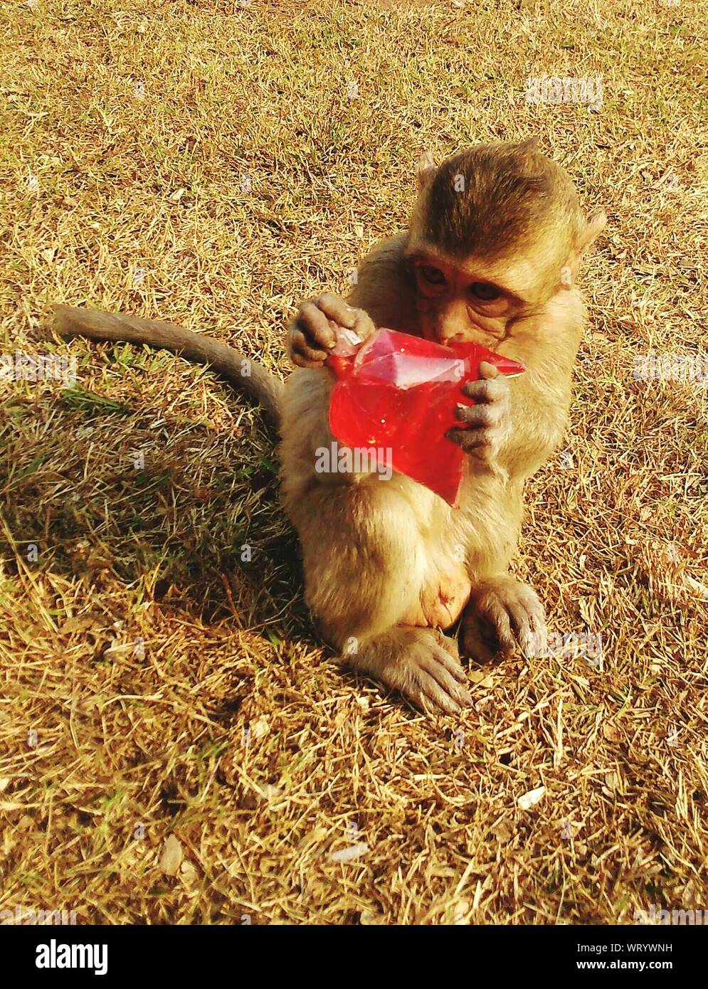 Monkey drinking hi-res stock photography and images - Alamy