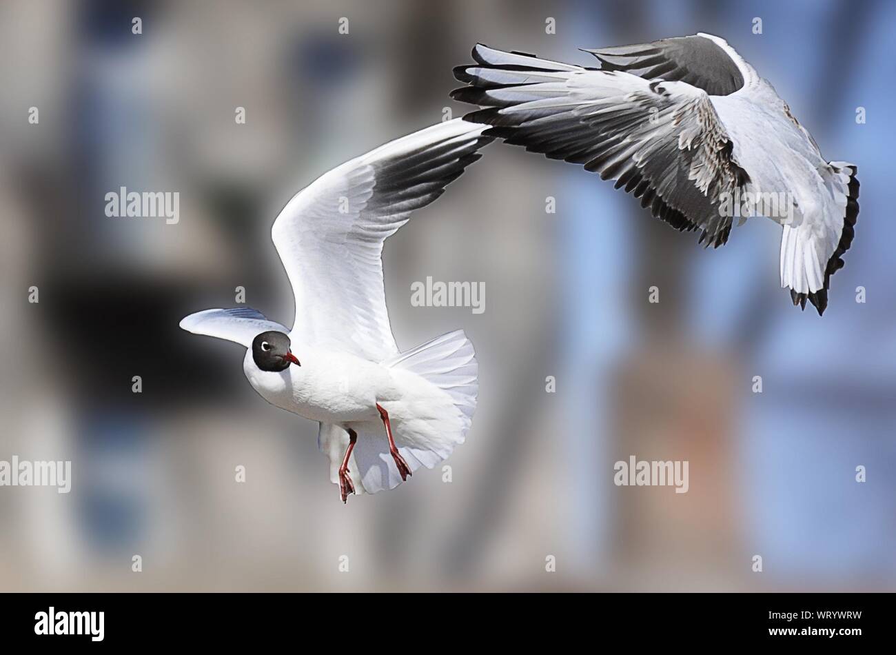 Wings flying blurred hi-res stock photography and images - Alamy