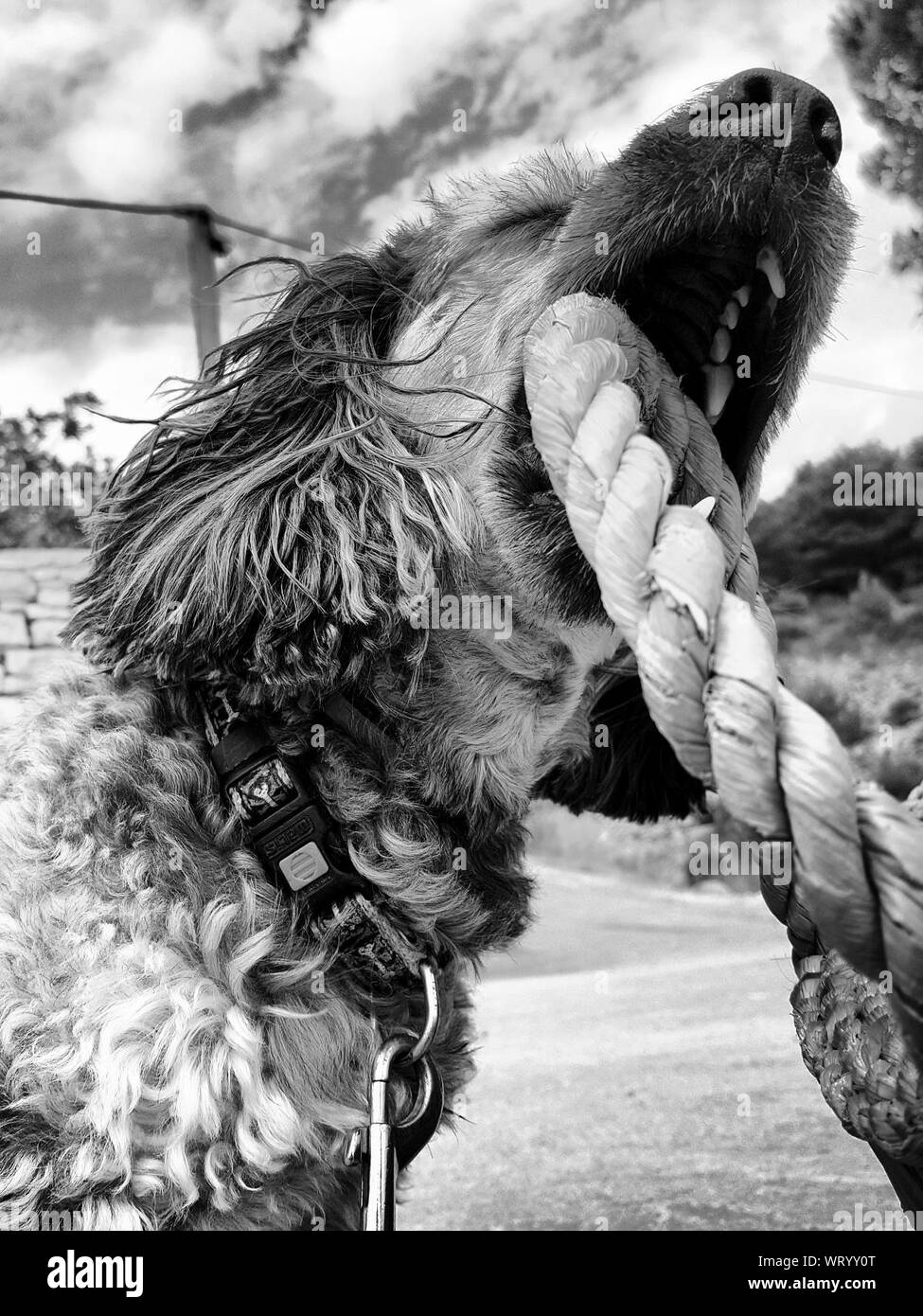 Biting fur hi-res stock photography and images - Alamy