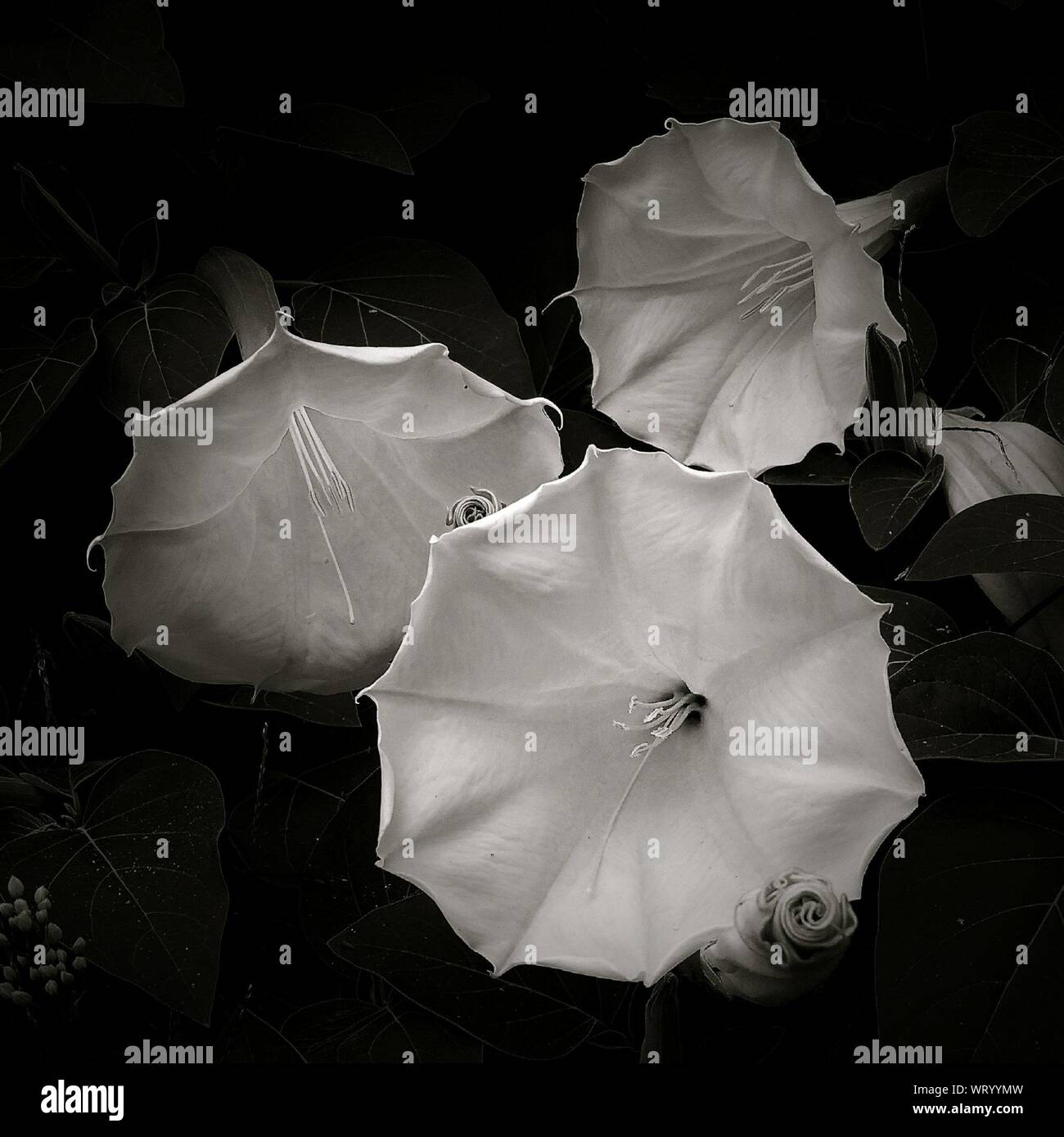 Moonflowers hi-res stock photography and images - Alamy