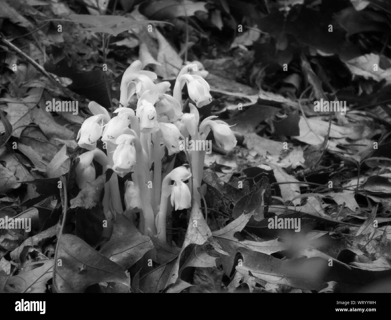 Indian pipe hi-res stock photography and images - Alamy