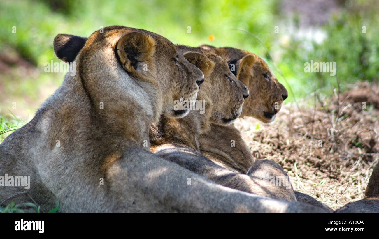 Rear view lion hi-res stock photography and images - Alamy