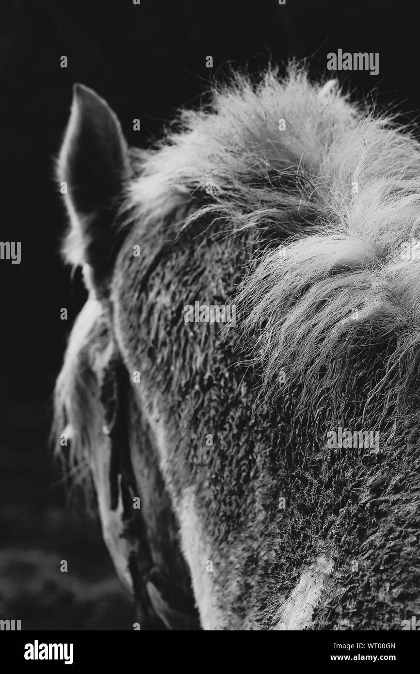 Back Of Horse High Resolution Stock Photography and Images - Alamy