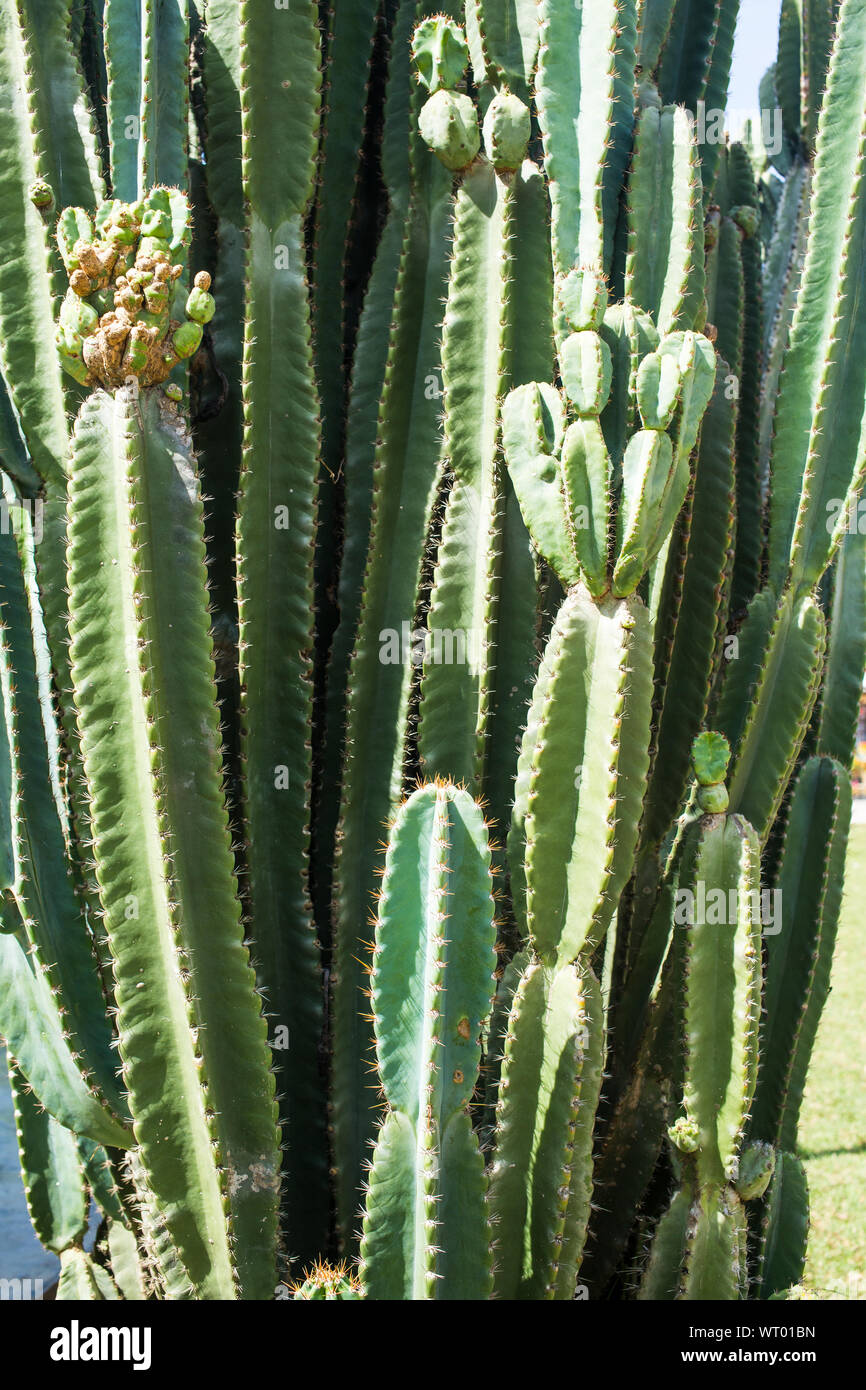 Cactus texture background, Close up Stock Photo - Alamy