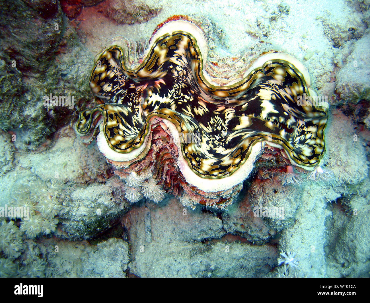 Sea Slug High Resolution Stock Photography and Images - Alamy
