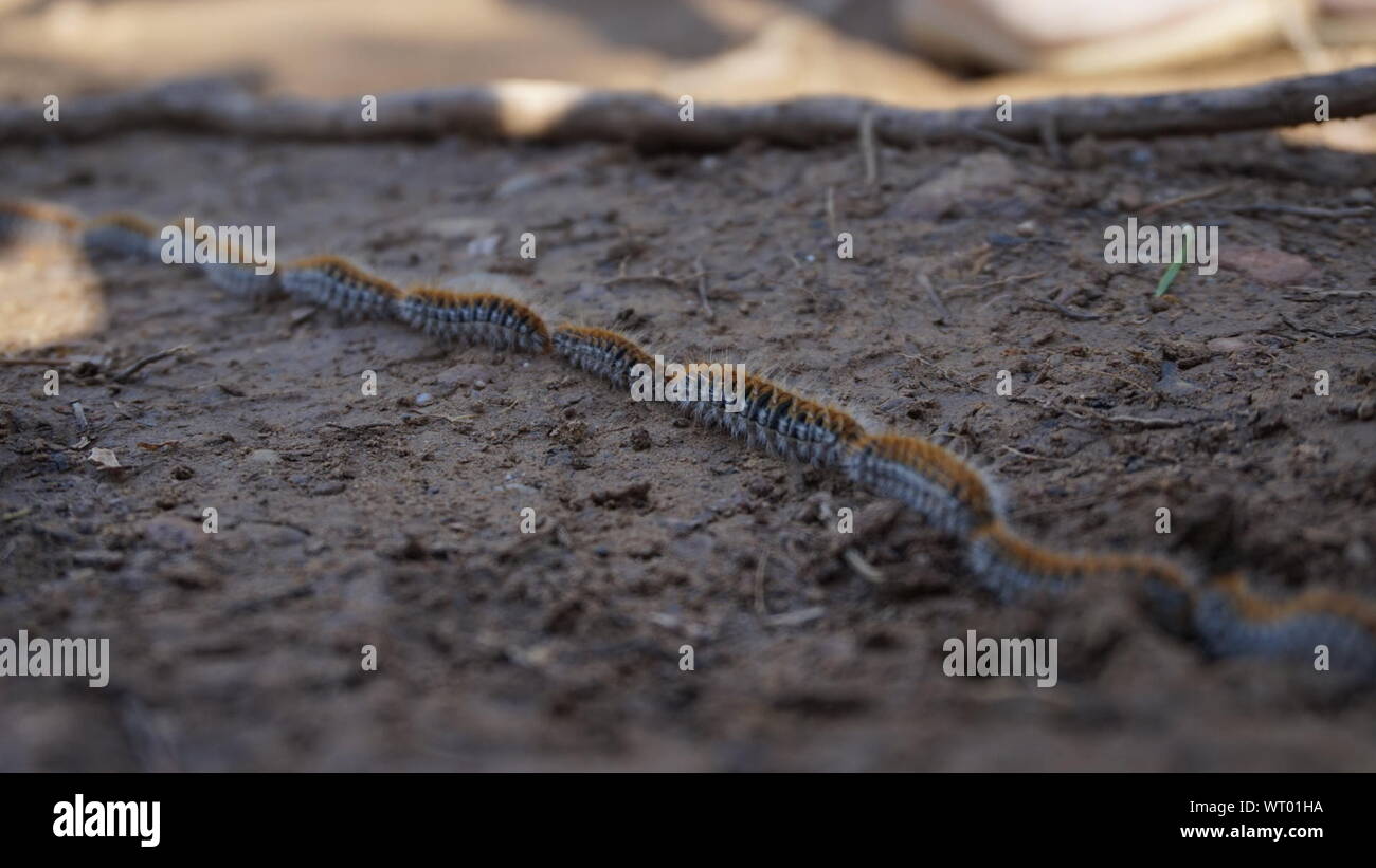 Soil insects hi-res stock photography and images - Alamy