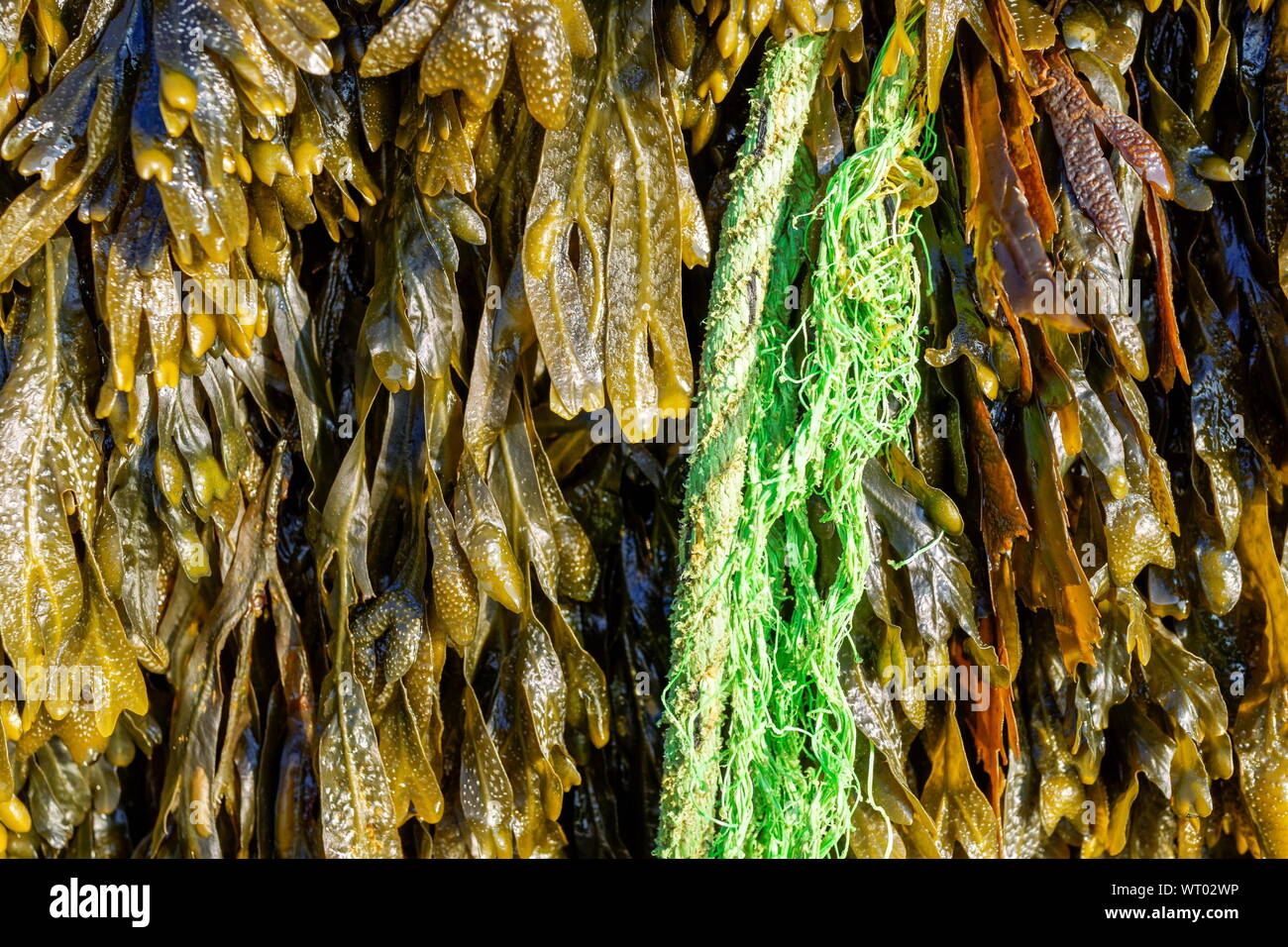 Sunlight Falling Of Seaweed And Green Rope Stock Photo - Alamy