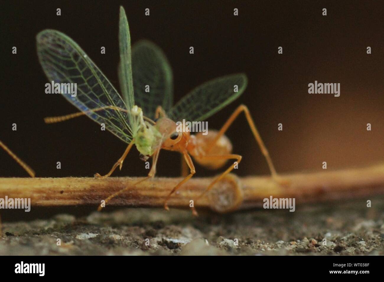 Ant Eating High Resolution Stock Photography and Images - Alamy
