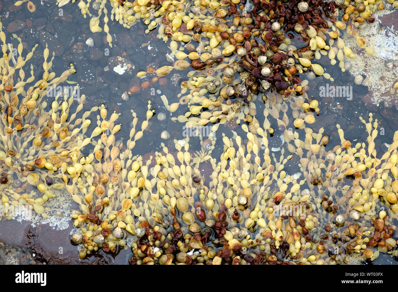 Yellow seaweeds hi-res stock photography and images - Alamy