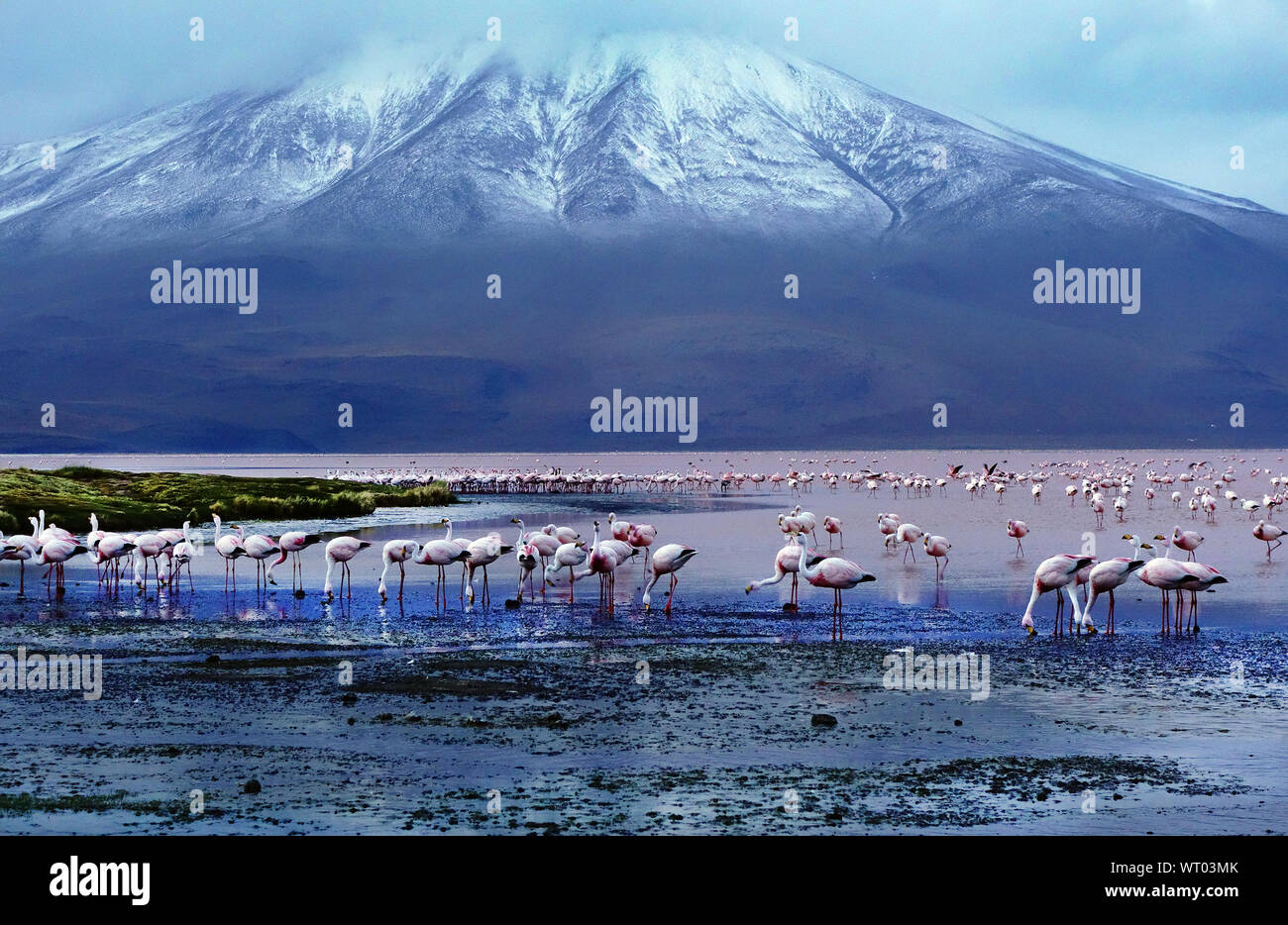 Winter snow cold flamingo flamingos hi-res stock photography and images ...
