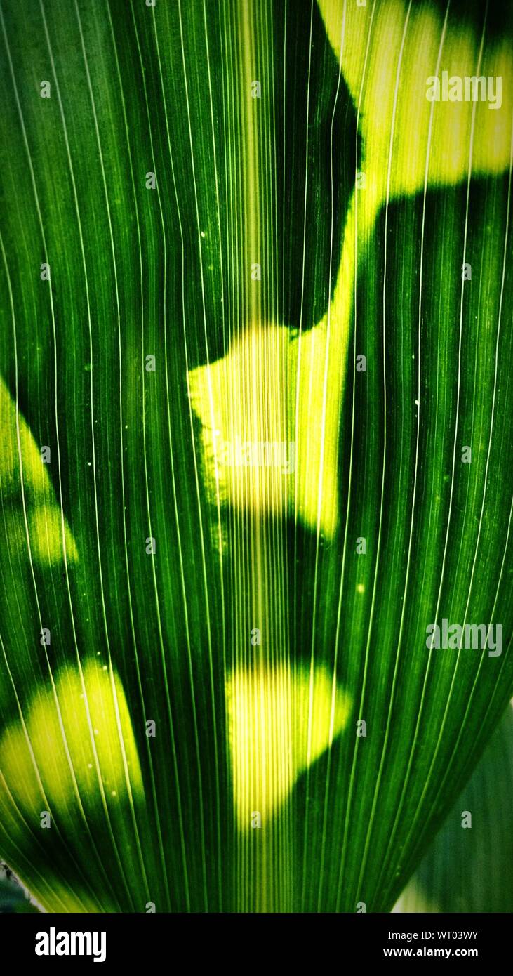 Corn leaf hi-res stock photography and images - Alamy