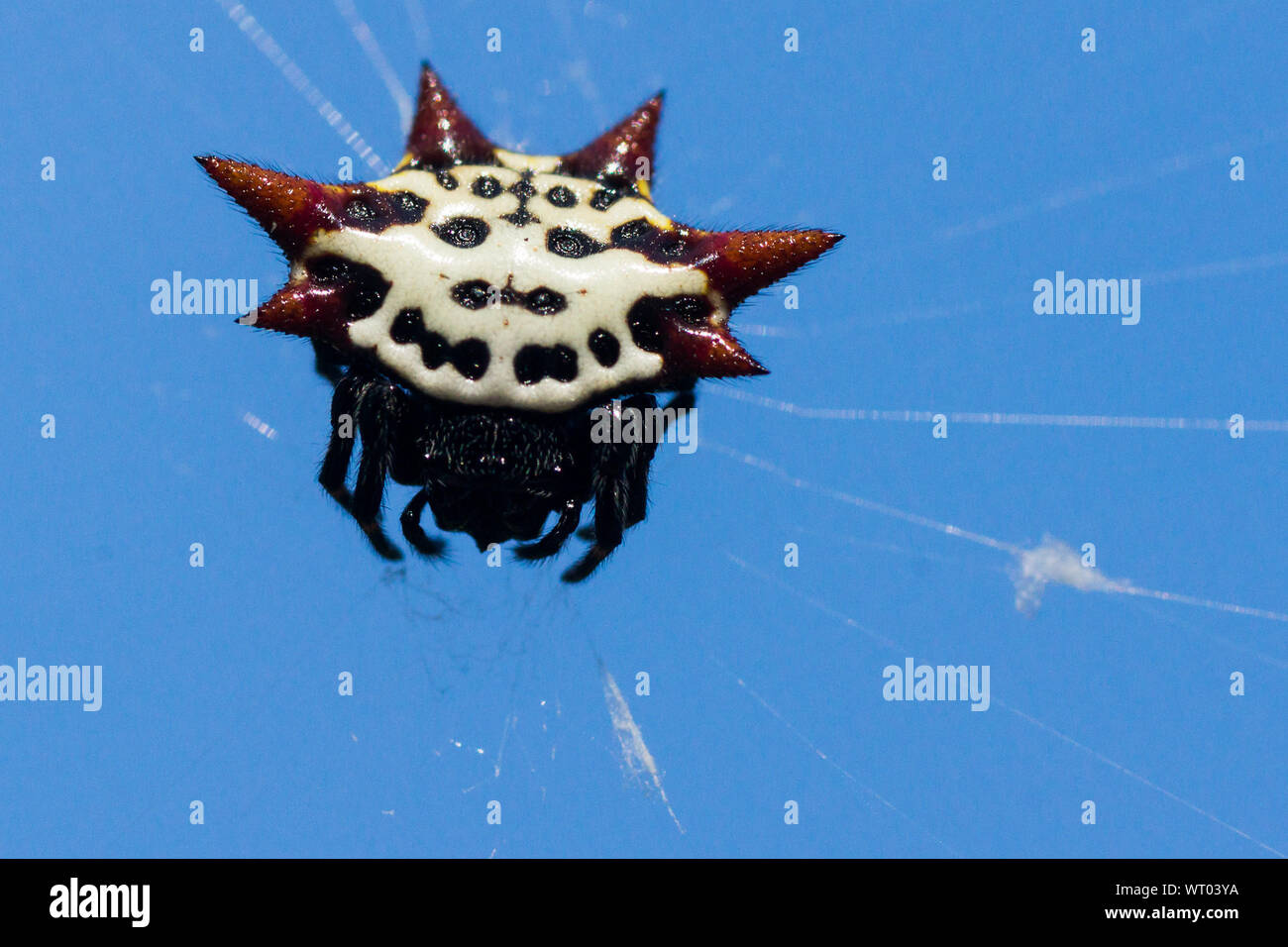 Gasteracantha hi-res stock photography and images - Alamy