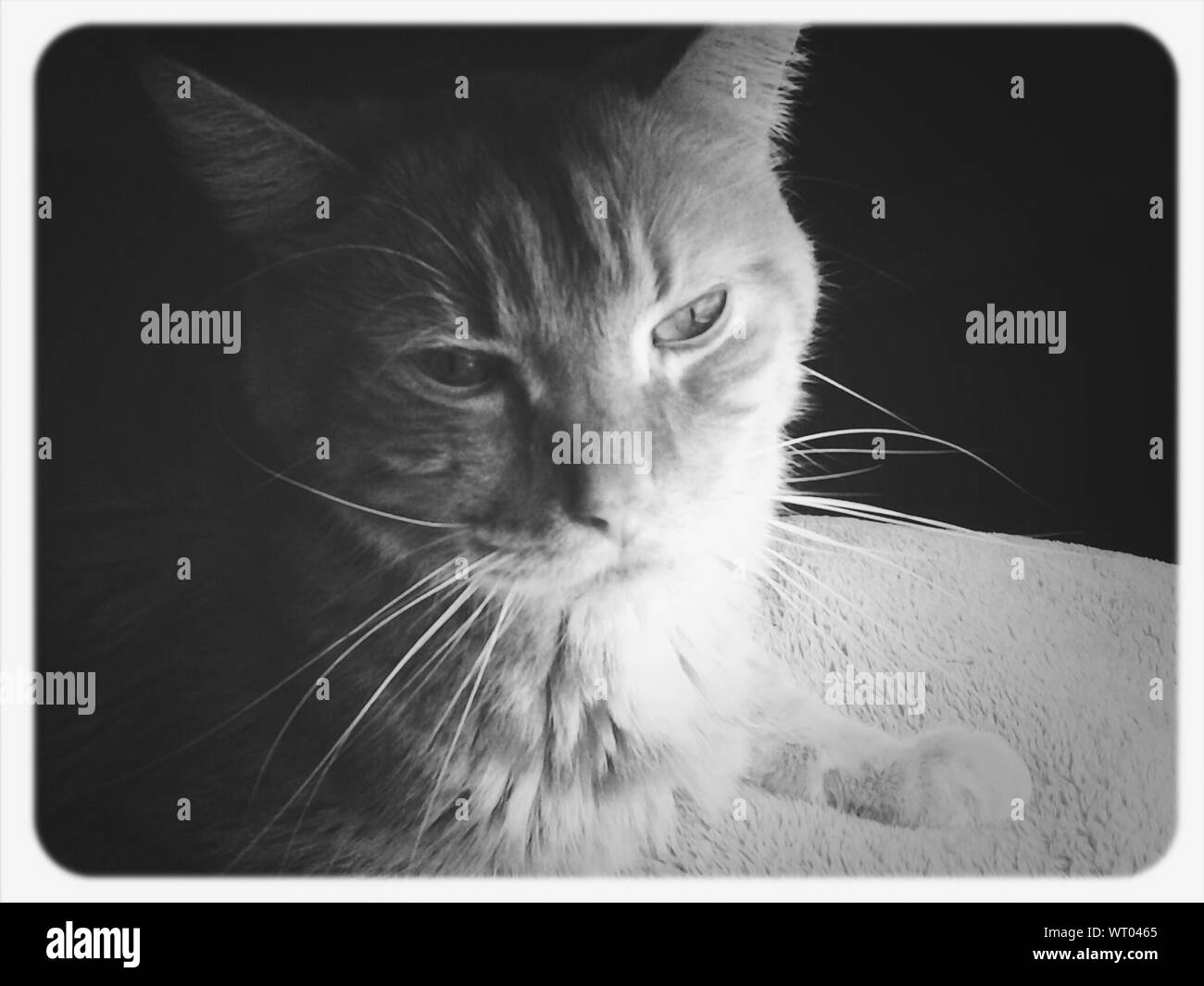 Strict control hi-res stock photography and images - Alamy