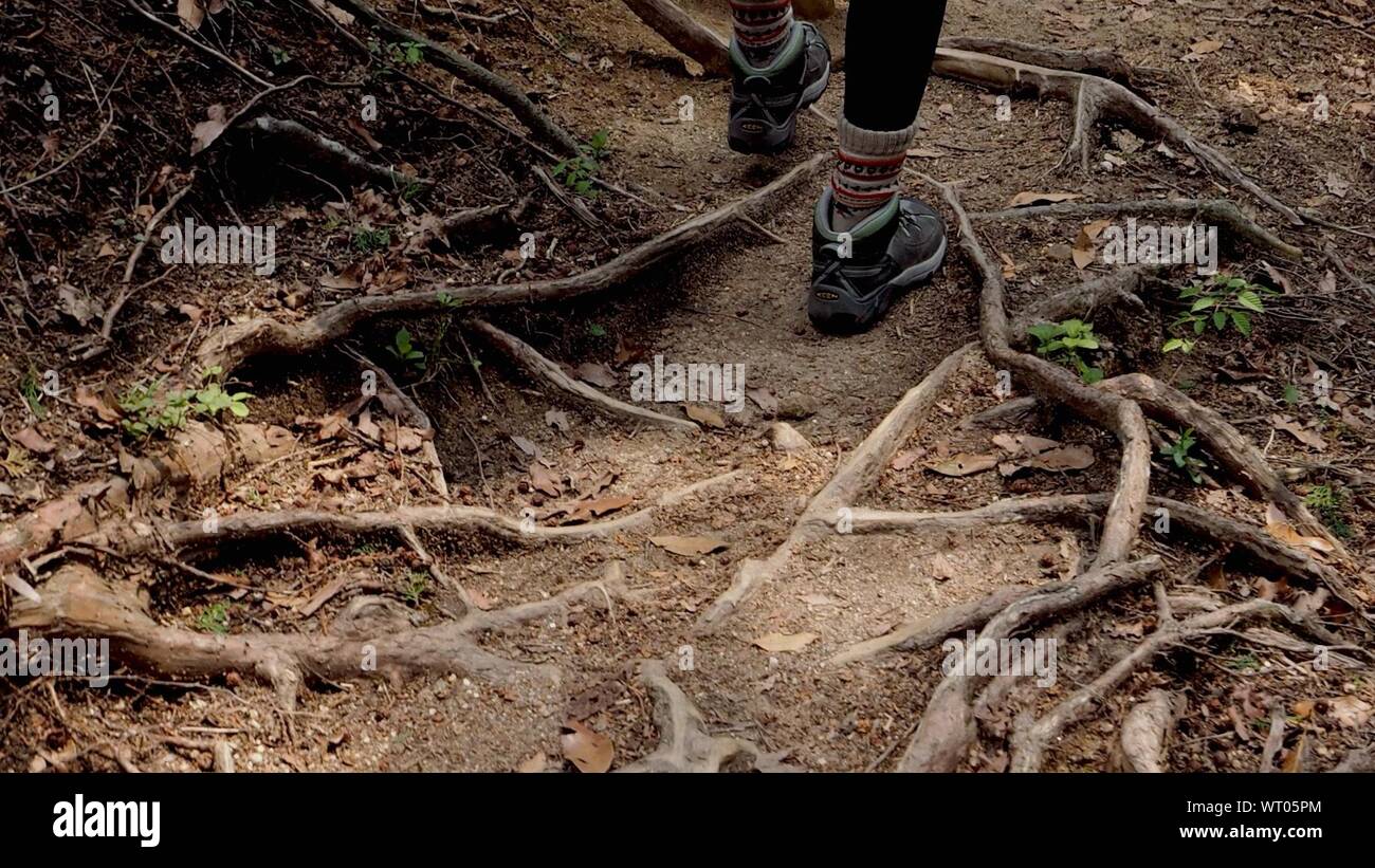 Tree roots tangled hi-res stock photography and images - Alamy