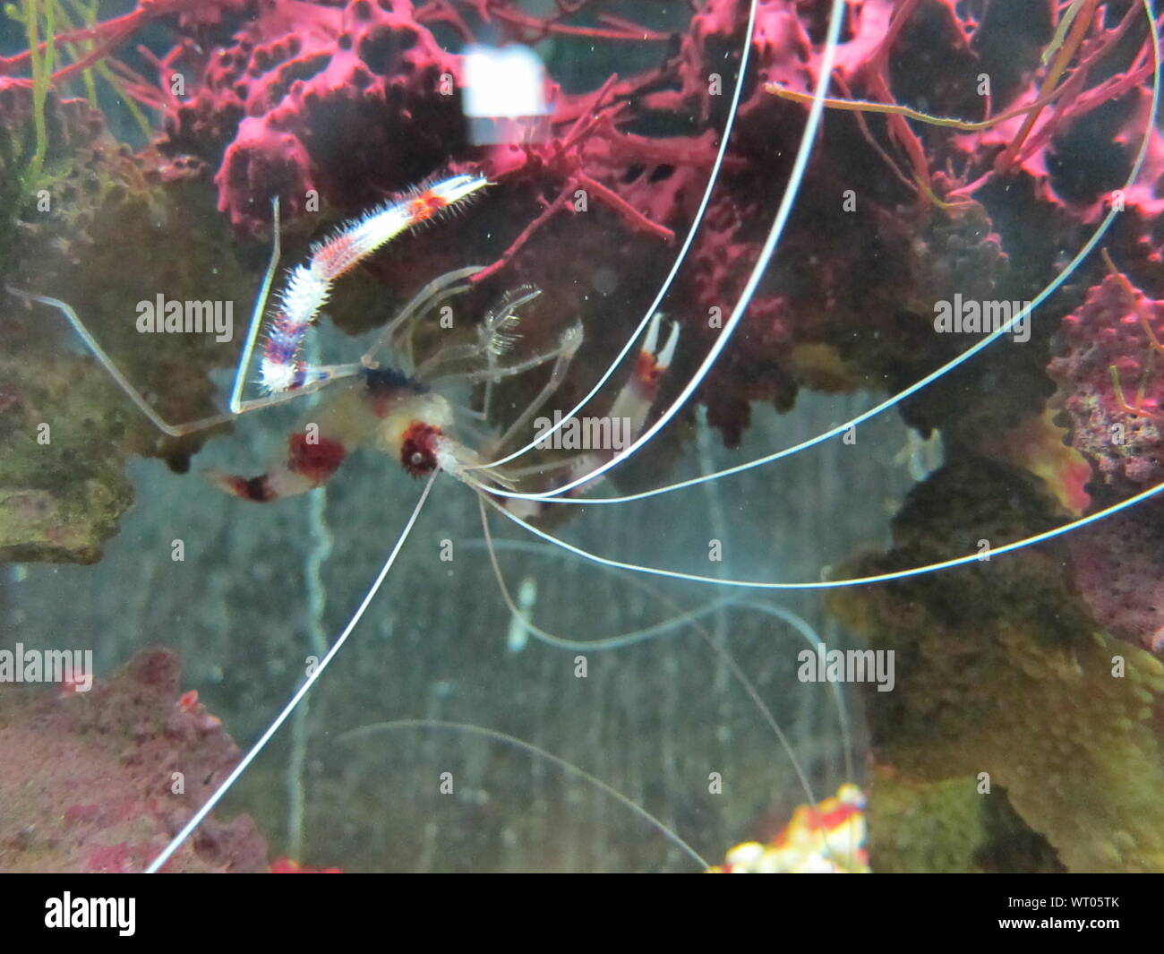 Shrimp sea hi-res stock photography and images - Alamy