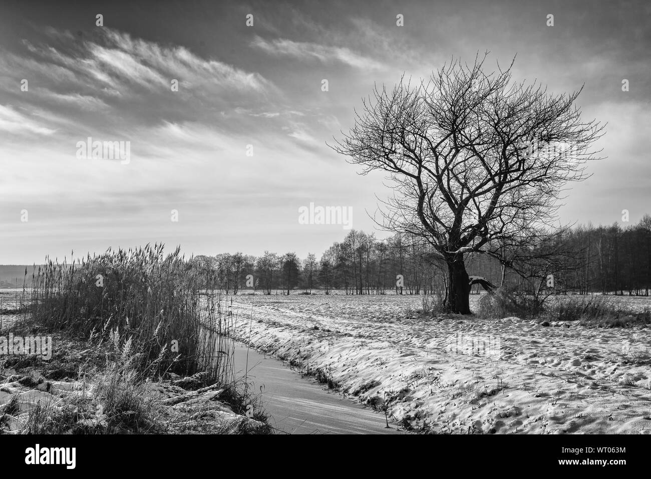 Barren tree branches hi-res stock photography and images - Alamy