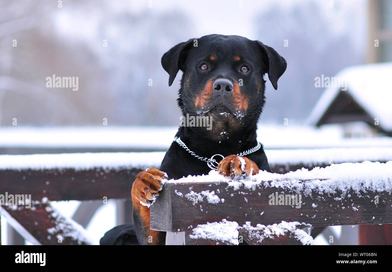 Rottweiler winter hi-res stock photography and images - Alamy