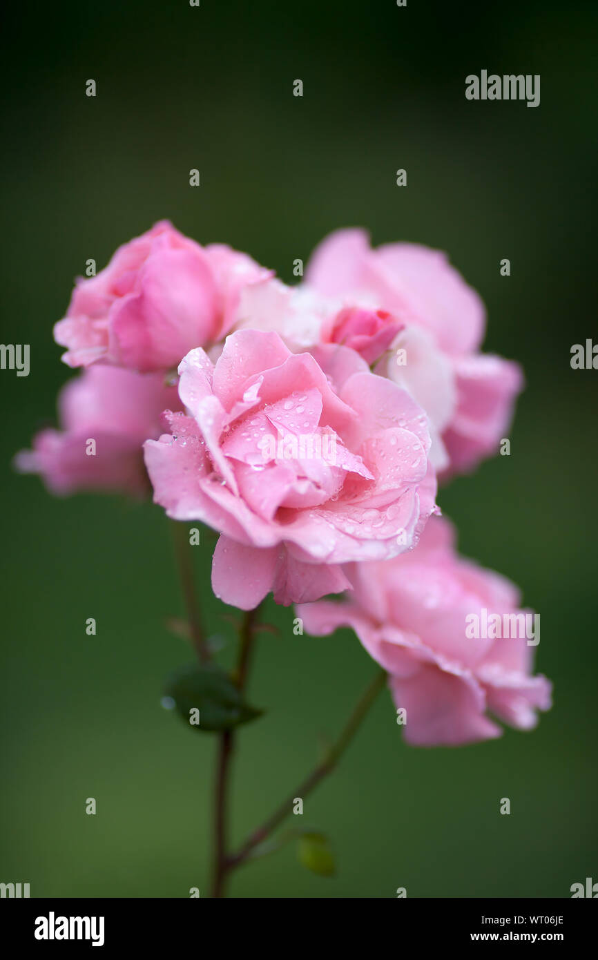 Rain drops rose hi-res stock photography and images - Alamy